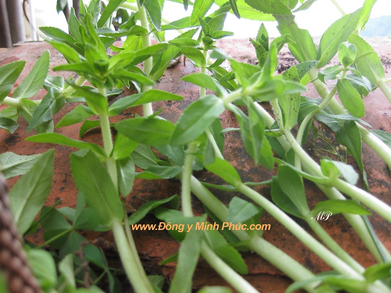 Rau om gia vị chữa sỏi tiết niệu