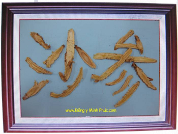 VỊ THUỐC SA SÂM 沙参